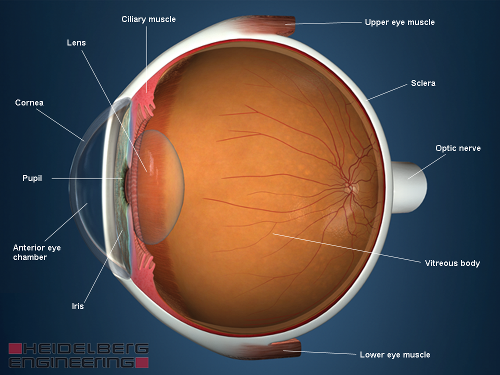 Anatomy and Function of your eye | Know the Eye